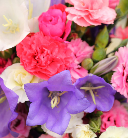 Cornish Flowers - A Mixed Bunch - Cornish Blooms