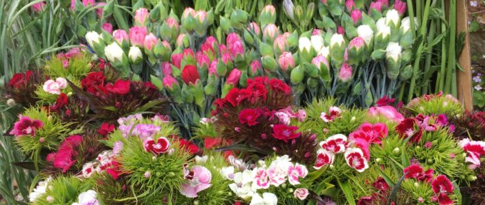 Welcome - Cornish Blooms